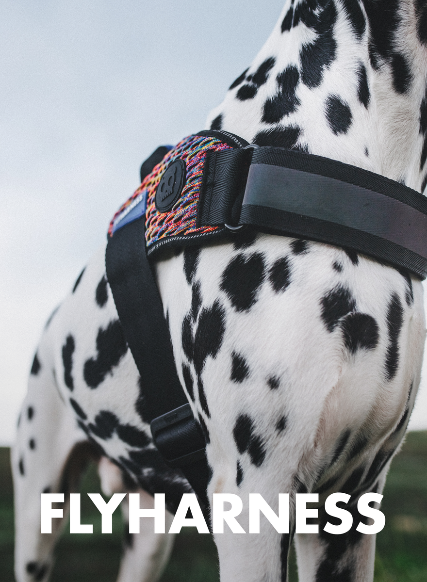 Colección Flyharness – Pet Fashion