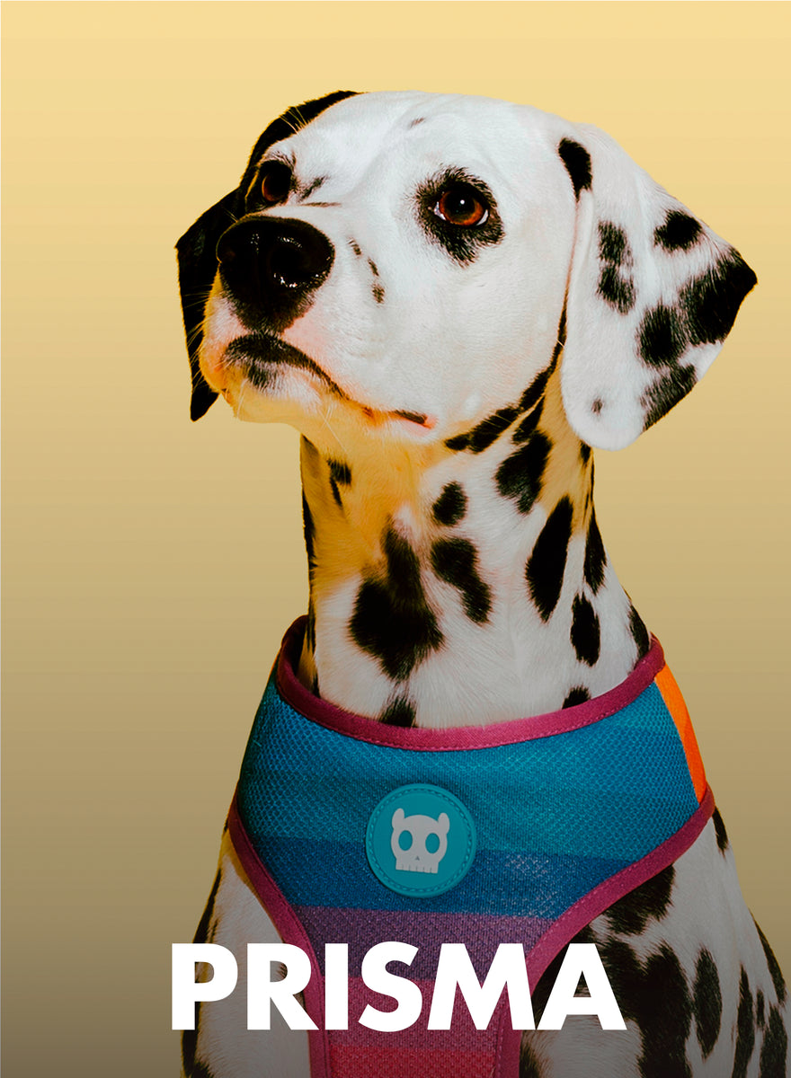 PRISMA – Pet Fashion