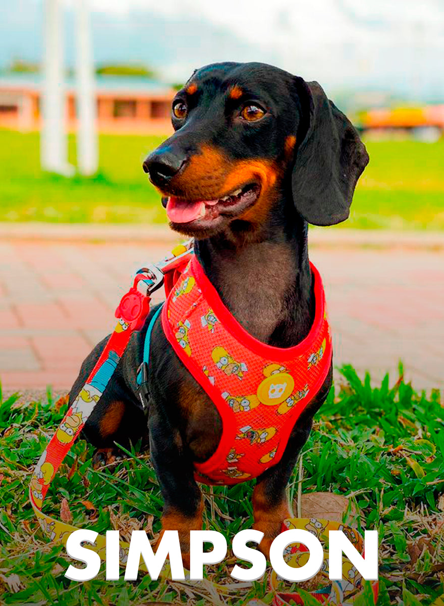 SIMPSON – Pet Fashion